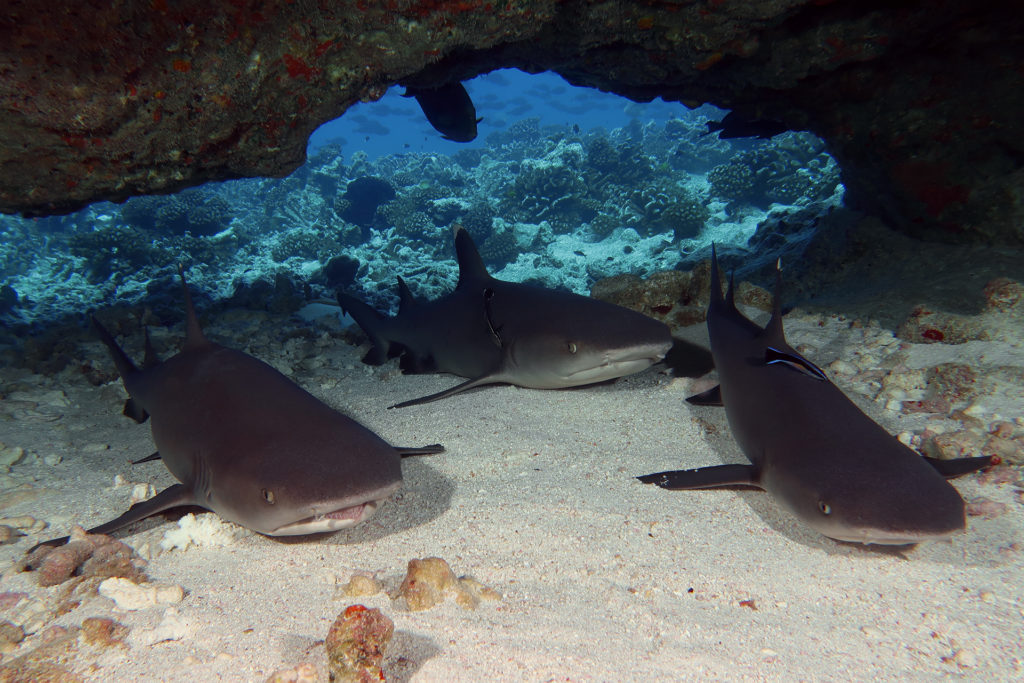Französisch-Polynesien, das Paradies für Riffhaie – endee.ch